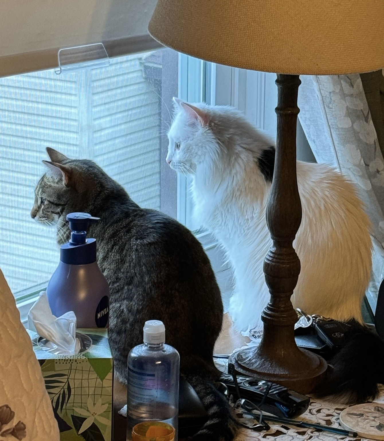 Your Cat’s a What? – MUSOFYR